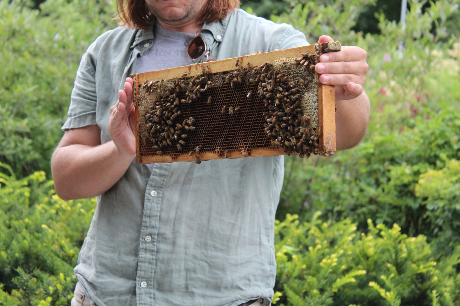 Navy Pier's Hidden Hives | Navy Pier